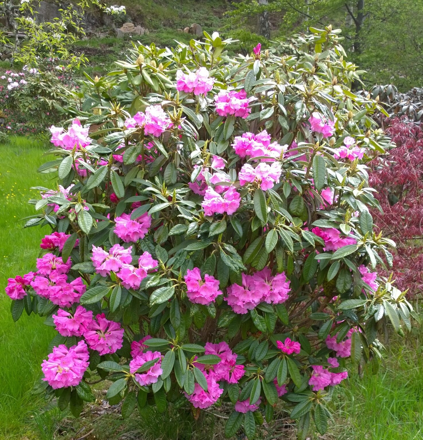 Sjukdomar & skadedjur hos rhododendron - SRS - Svenska ...